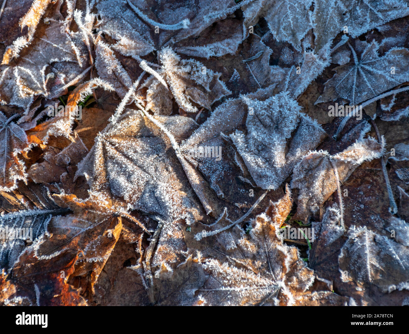 abstract picture with wooden footbridge and dry frosted autumn leaves ...