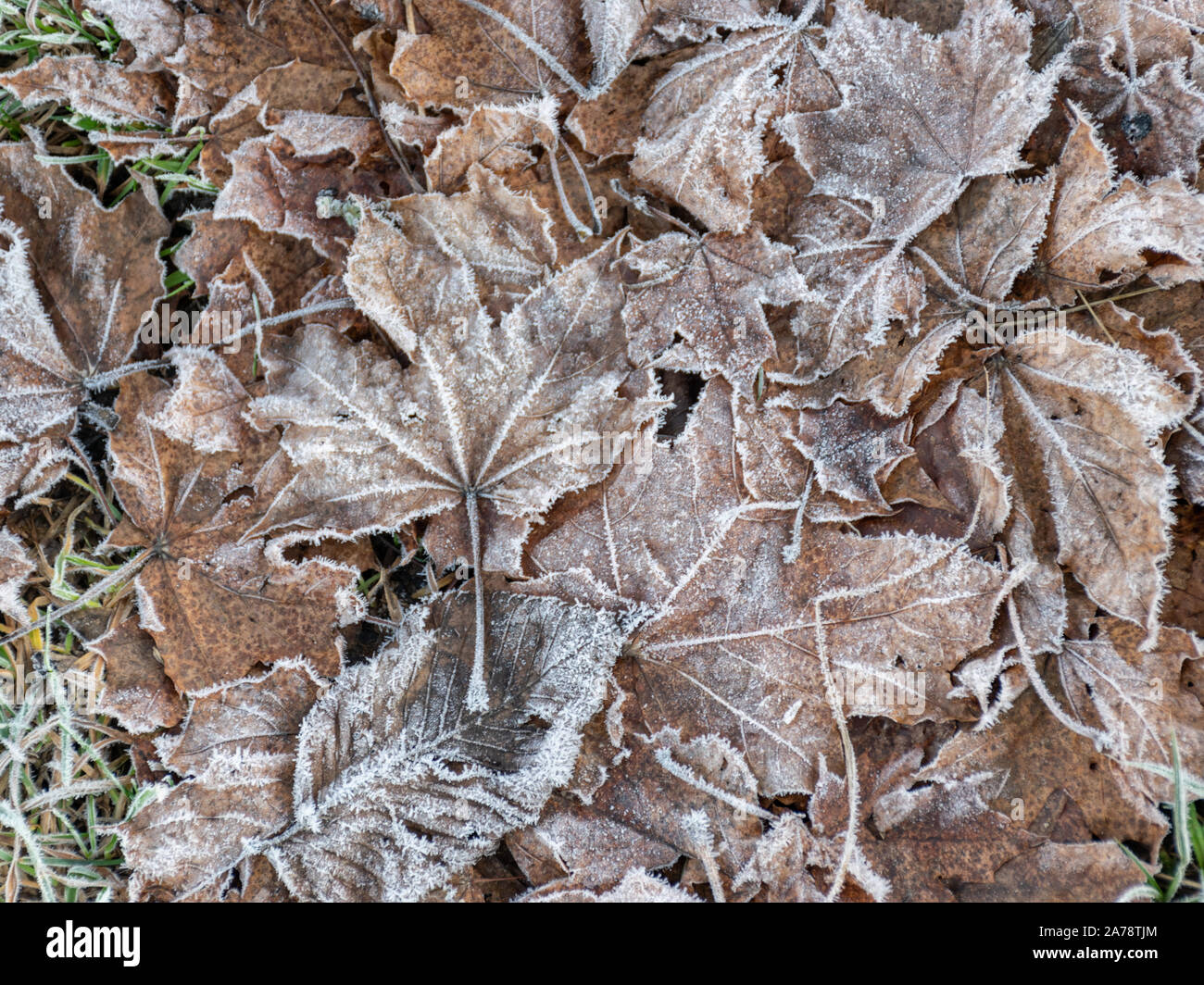 abstract picture with wooden footbridge and dry frosted autumn leaves ...