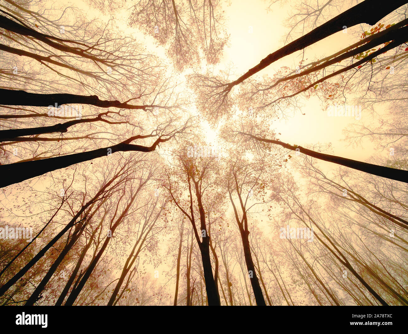 Branches point to sky hi-res stock photography and images - Alamy
