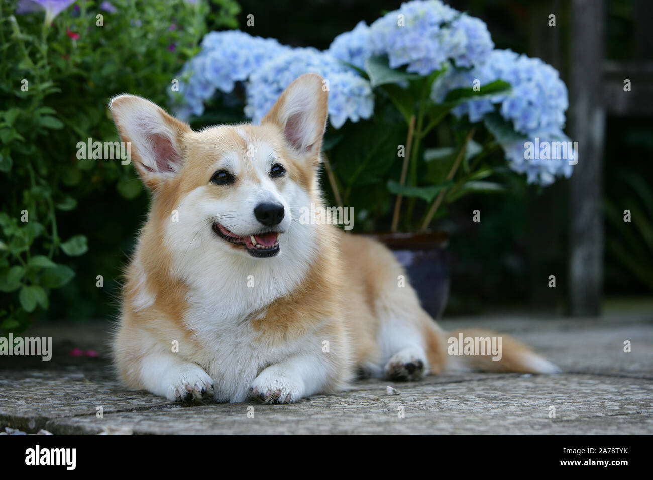 Pembroke welsh corgi lying down hi-res stock photography and images - Alamy