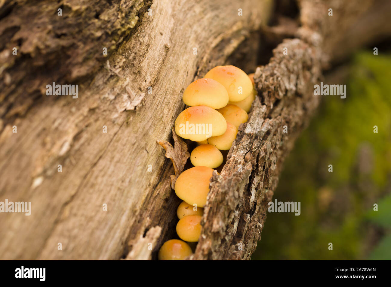 Sulphur Tuft latin name Hypholoma fasciculare fruiting bodies or ...