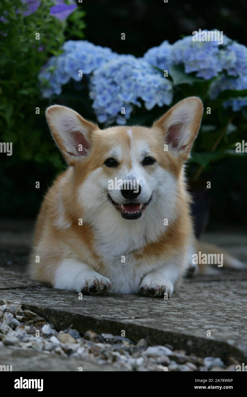 Pembroke Welsh Corgi Lying Down High Resolution Stock Photography and ...