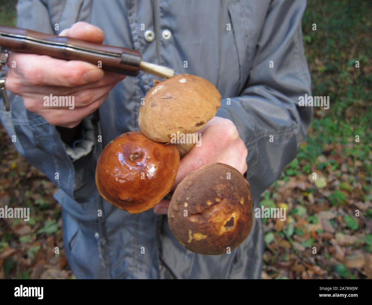 Bolet Stock Photos & Bolet Stock Images - Alamy