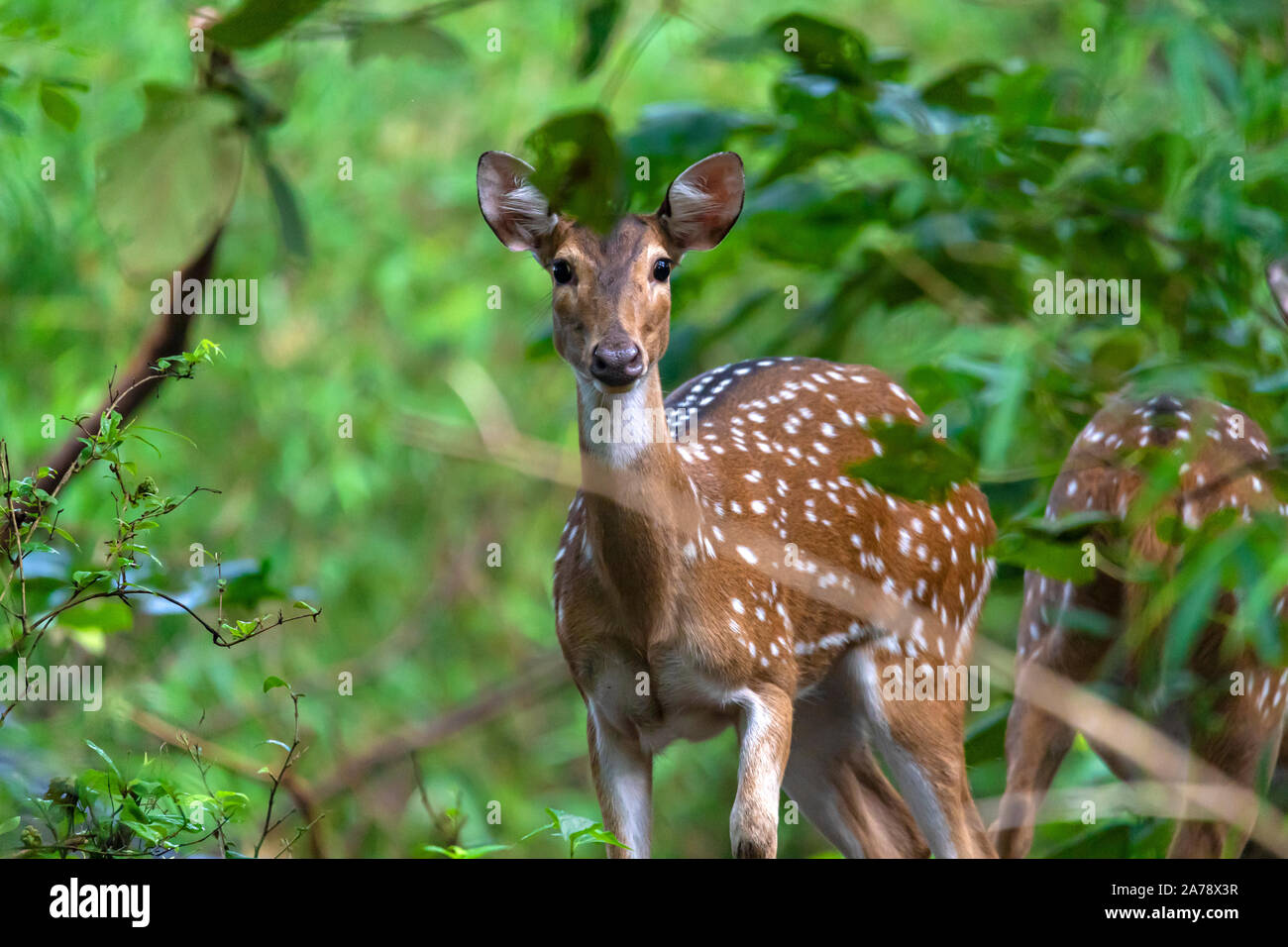 cheetal or chital deer, also known as spotted deer in lush forest ...