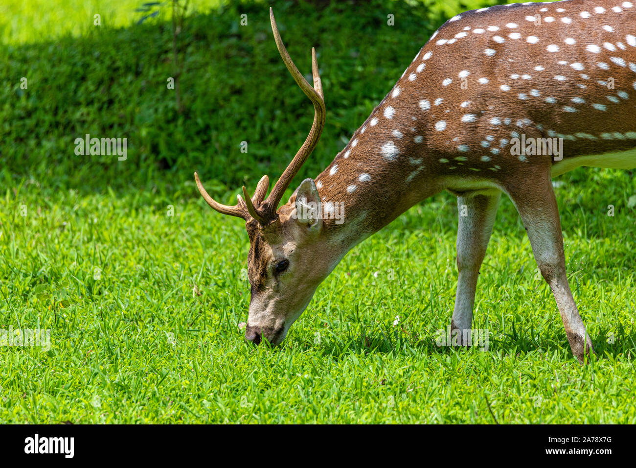 cheetal or chital deer, also known as spotted deer in lush forest ...