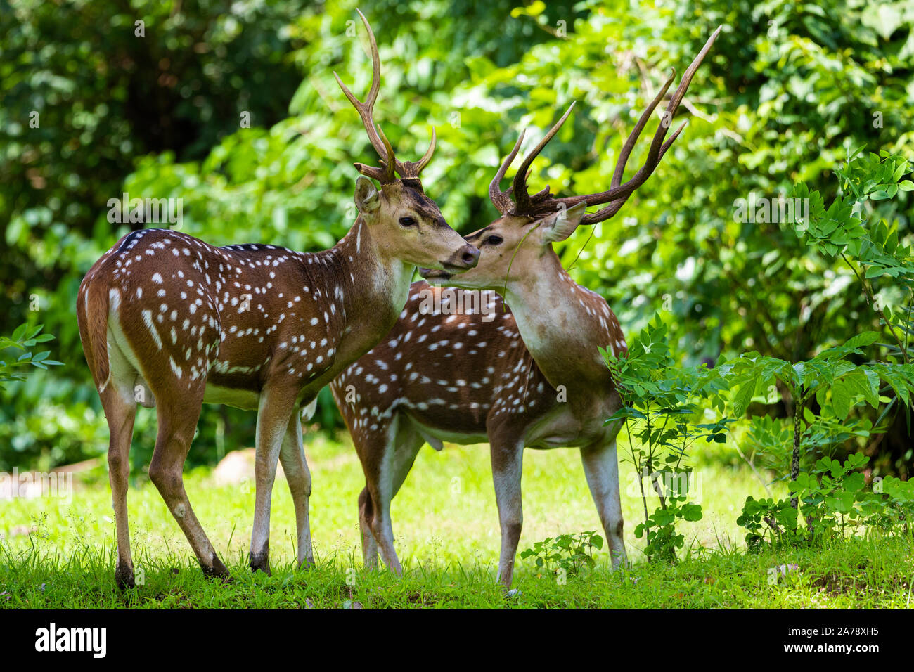 cheetal or chital deer, also known as spotted deer in lush forest ...
