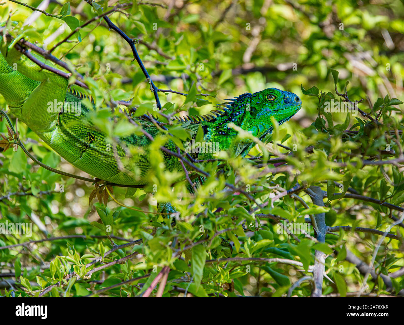 Green Iguana on tree branch surrounded by green foliage Stock Photo - Alamy