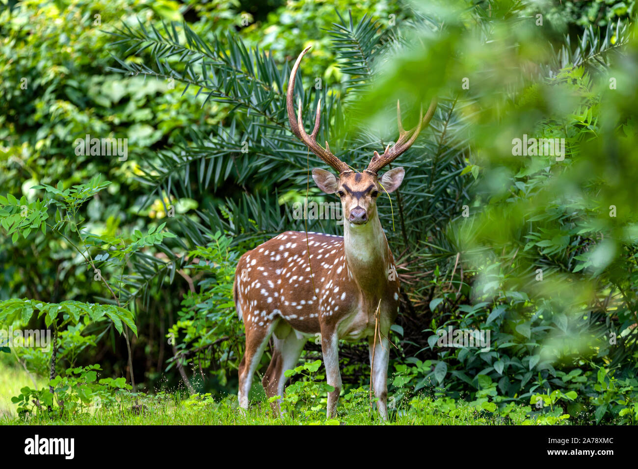 cheetal or chital deer, also known as spotted deer in lush forest ...