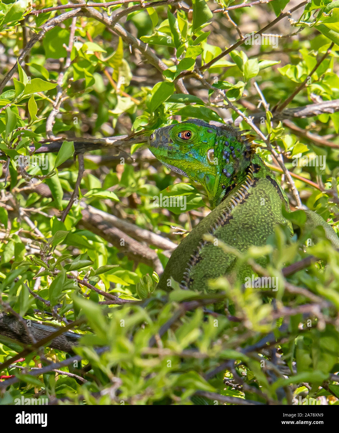 Green iguana on tree branch hi-res stock photography and images - Alamy