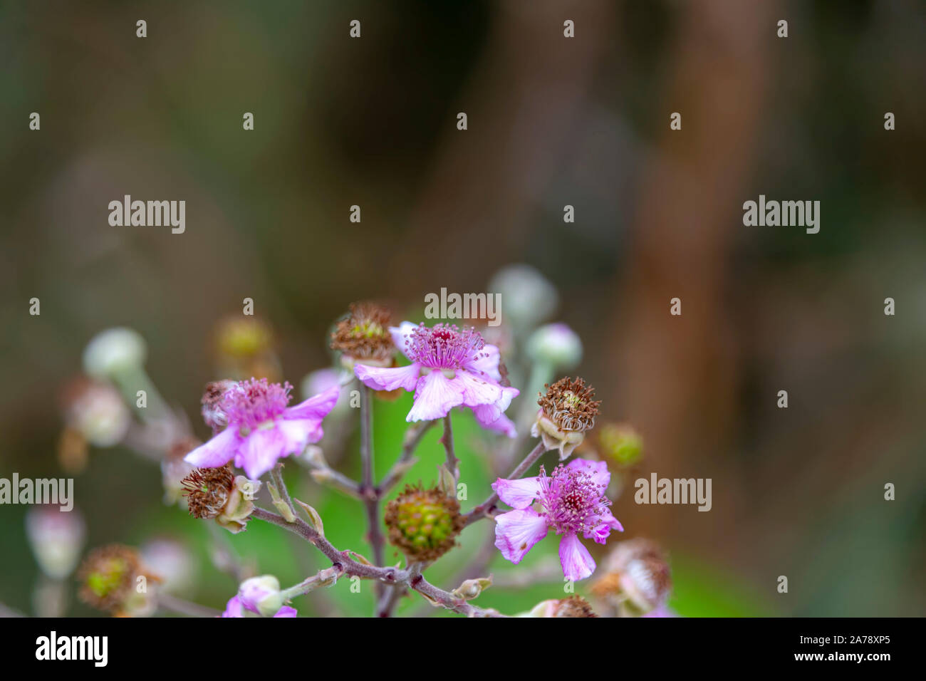 Pink wild raspberry flowers on a dark blurry background Stock Photo - Alamy