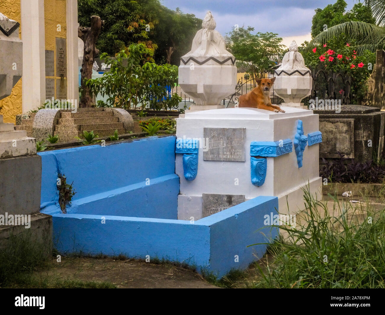 Manila, Philippines. 30th Oct, 2019. A dog on top of a tomb at Manila ...