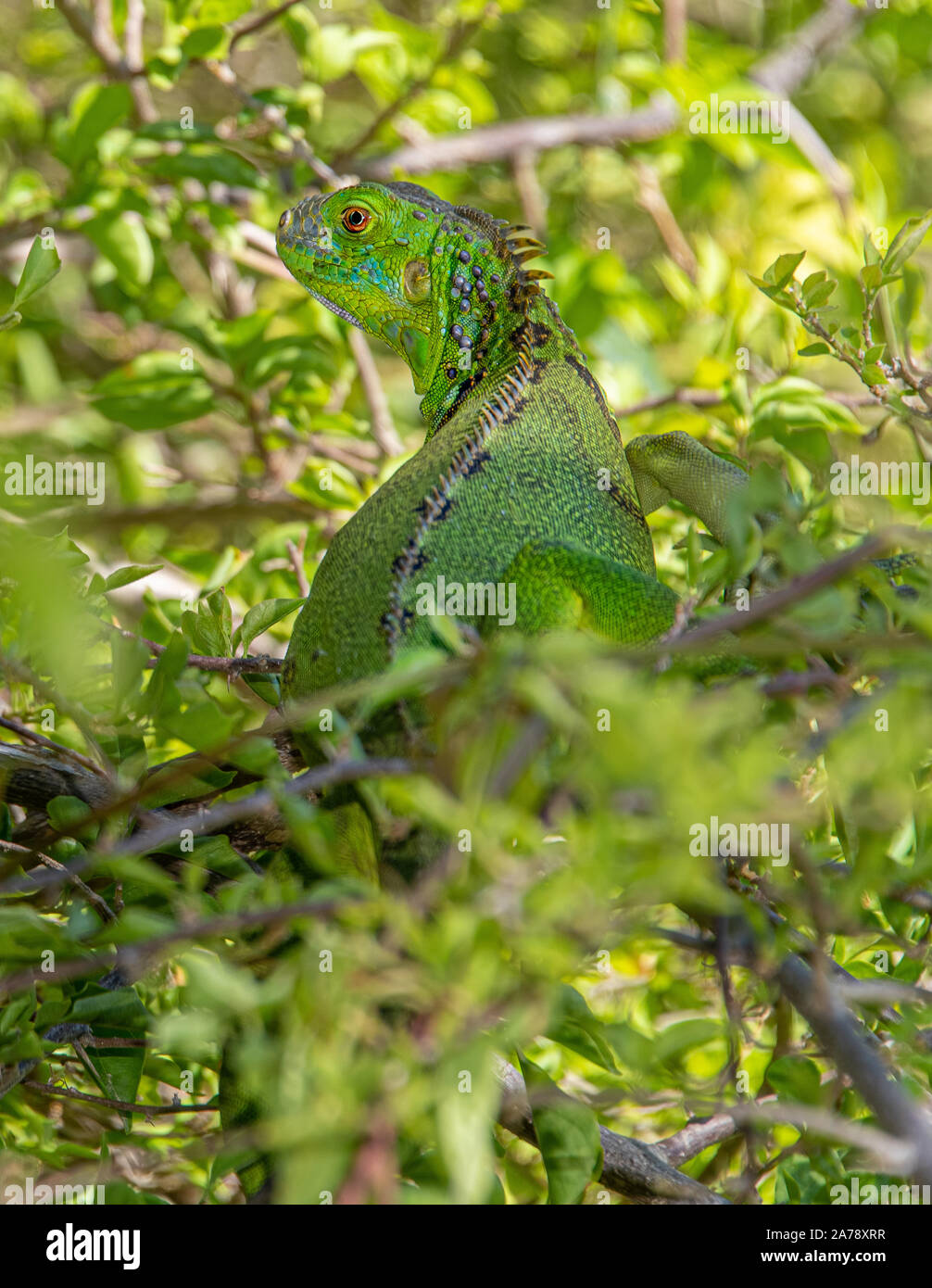 Green Iguana on tree branch surrounded by green foliage Stock Photo - Alamy