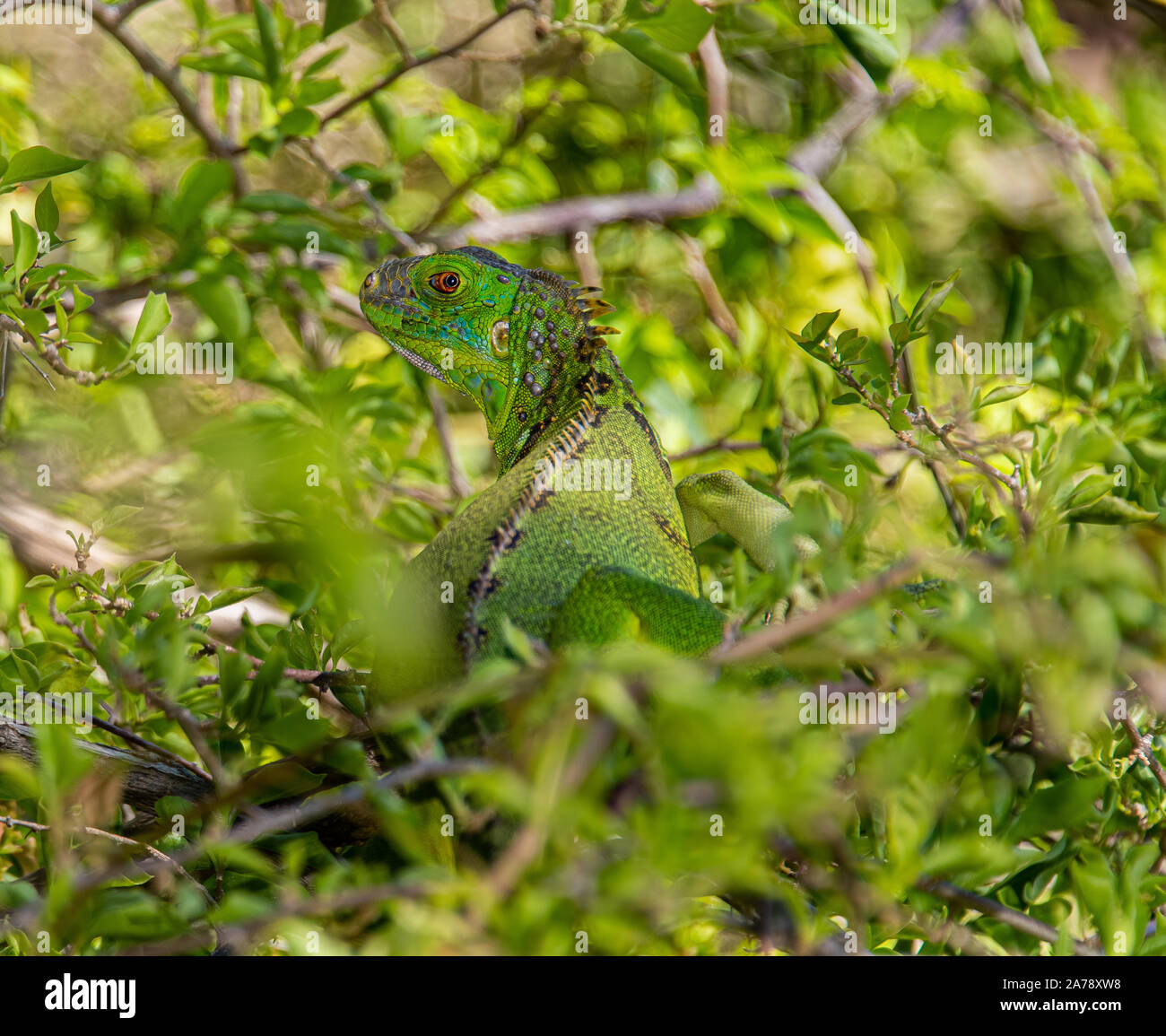 Green Iguana on tree branch surrounded by green foliage Stock Photo - Alamy