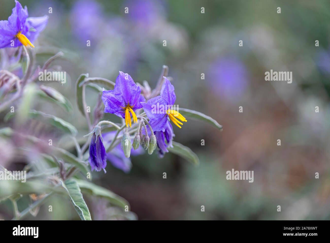 Nightshade plant hi-res stock photography and images - Alamy