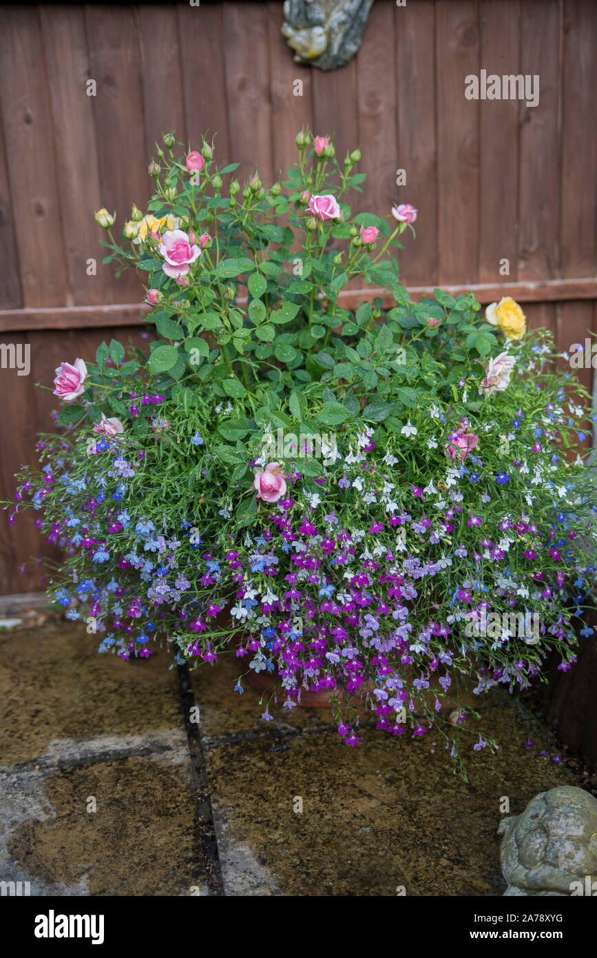 Typical English Garden Stock Photo - Alamy