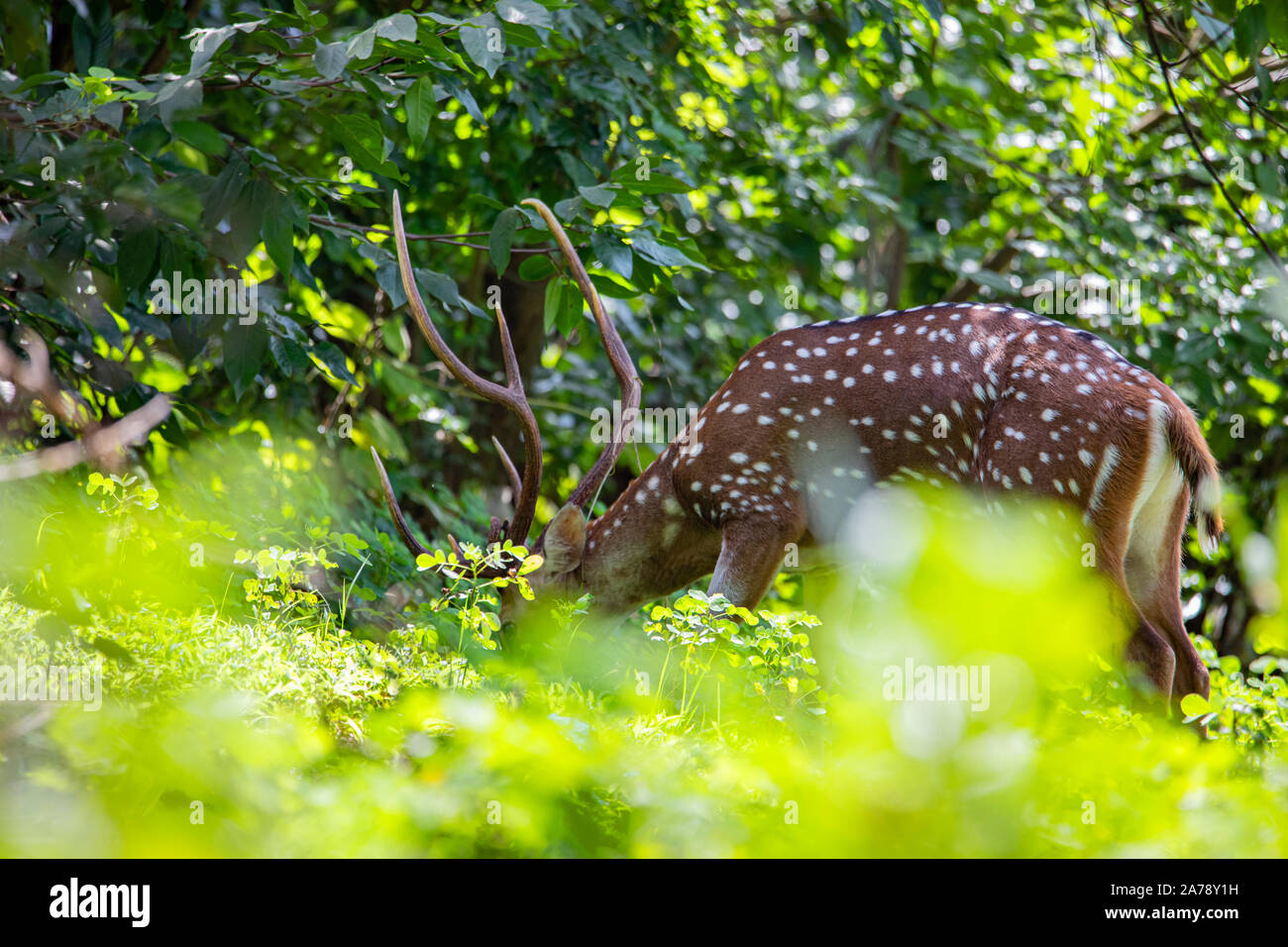 cheetal or chital deer, also known as spotted deer in lush forest ...
