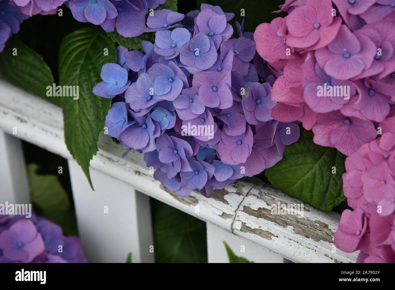 Purple and pink colored hydrangea blooms growing up against a chipped ...