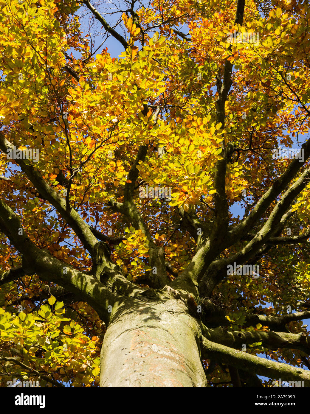 Autumn leaves at Whitworth Park in Darley Dale, Derbyshire Stock Photo ...