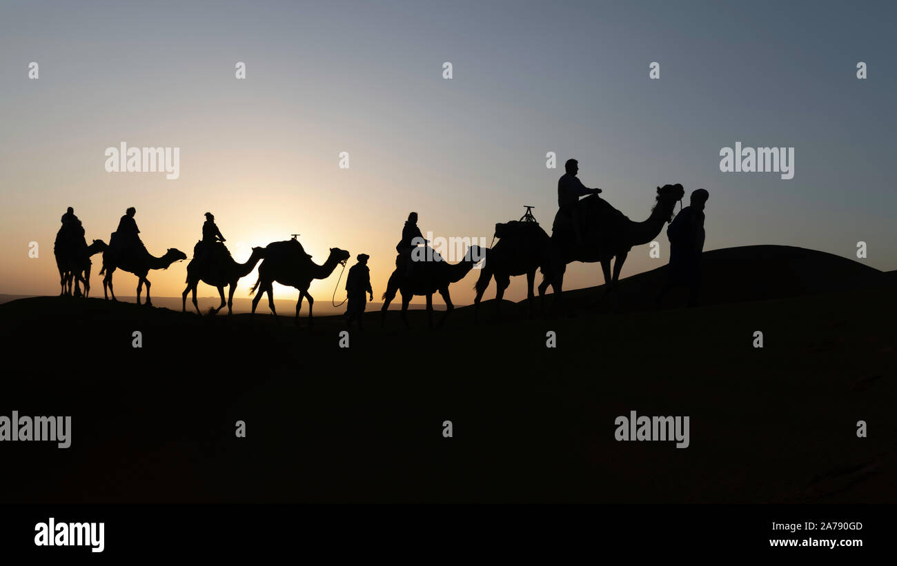 Silhouetted camel caravan at sunrise with sun shining behind a camel ...