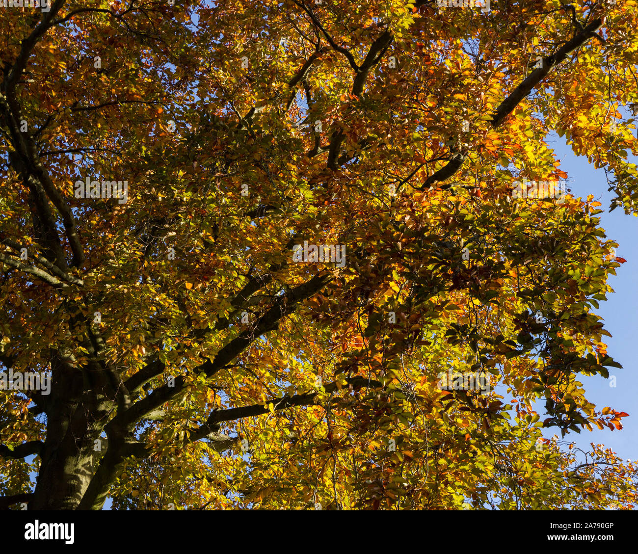 Autumn leaves at Whitworth Park in Darley Dale, Derbyshire Stock Photo ...