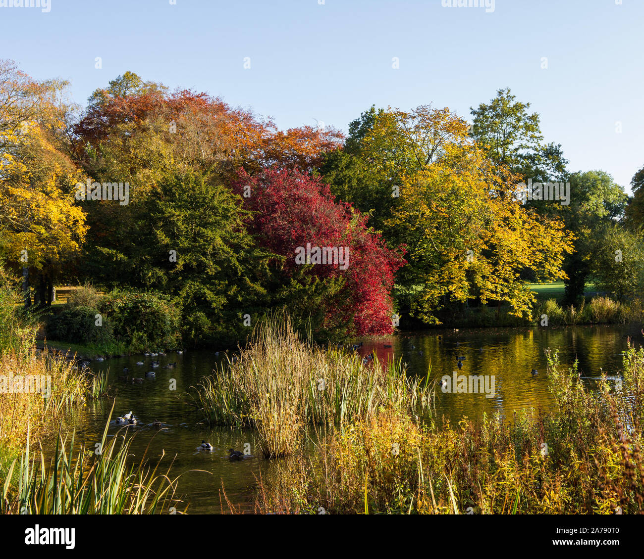 Autumn leaves at Whitworth Park in Darley Dale, Derbyshire Stock Photo ...