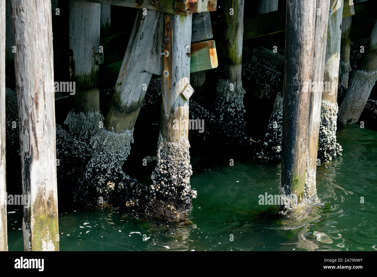 Barnacle pier water hi-res stock photography and images - Alamy