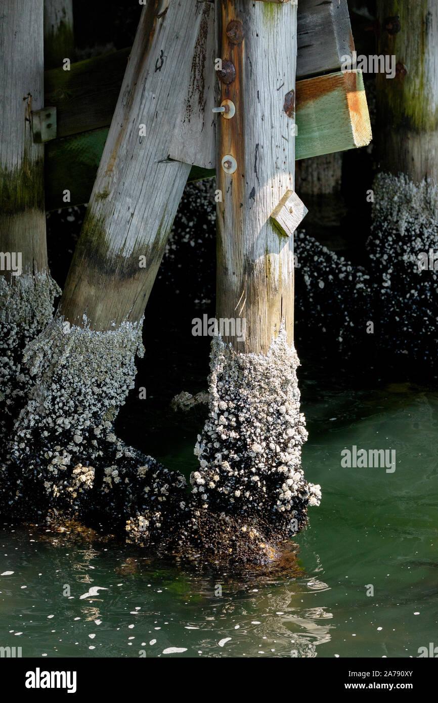 Canada, halifax. Barnacle covered pier legs Stock Photo - Alamy