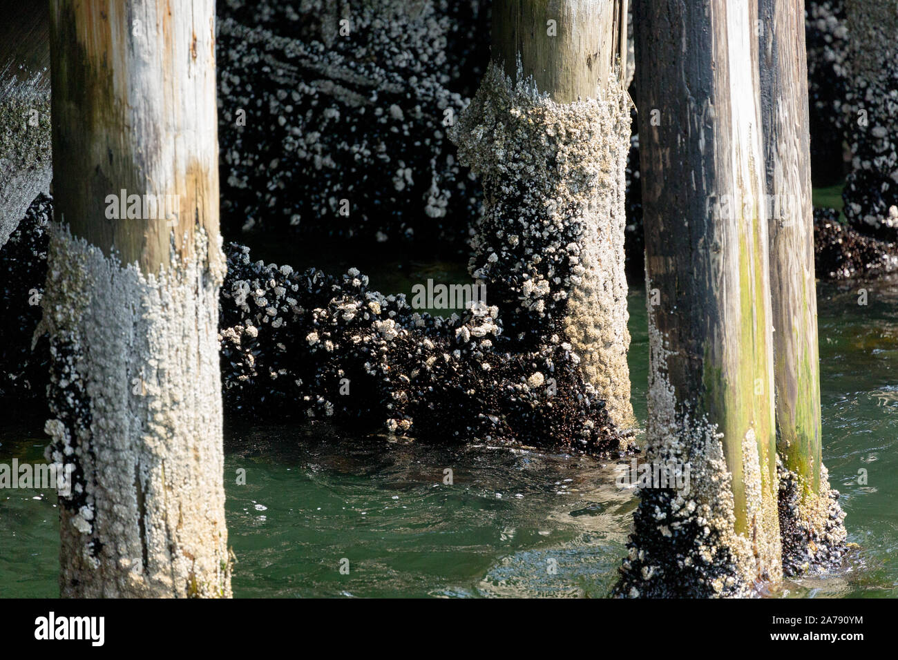 Barnacle pier water hi-res stock photography and images - Alamy