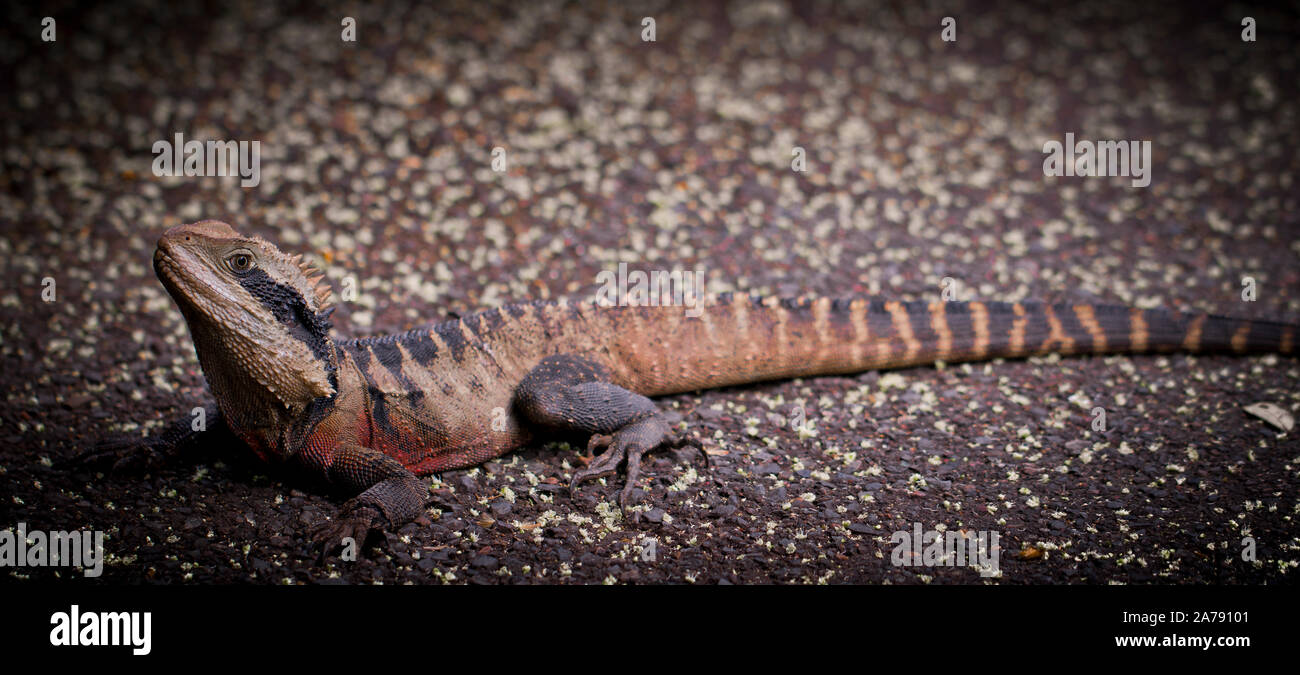 Australian eastern water dragon lizard hi-res stock photography and ...