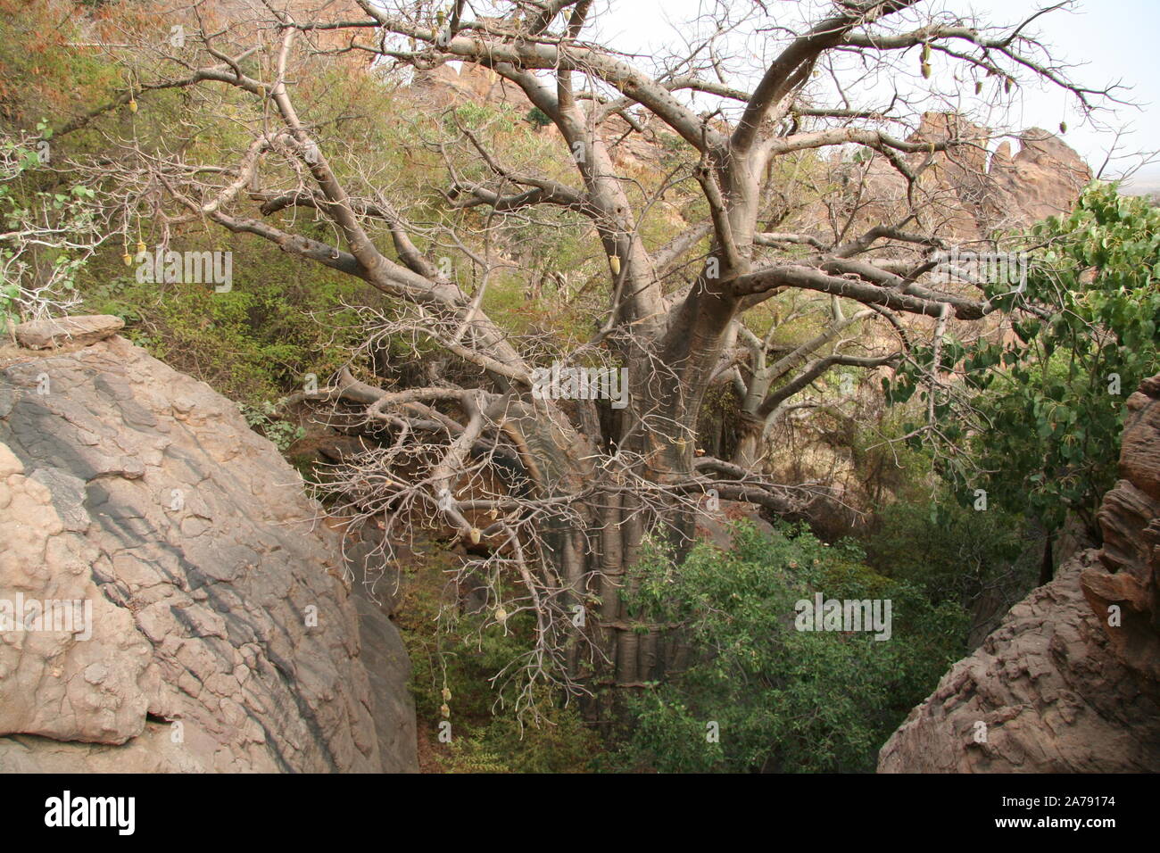 Dogon country : village of Yougo Dogorou Stock Photo - Alamy