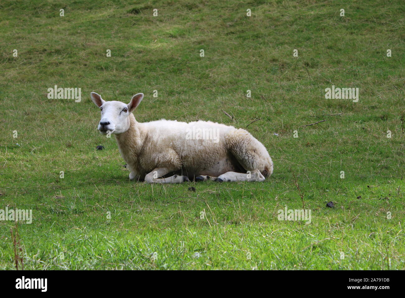 Strange sheep hi-res stock photography and images - Alamy
