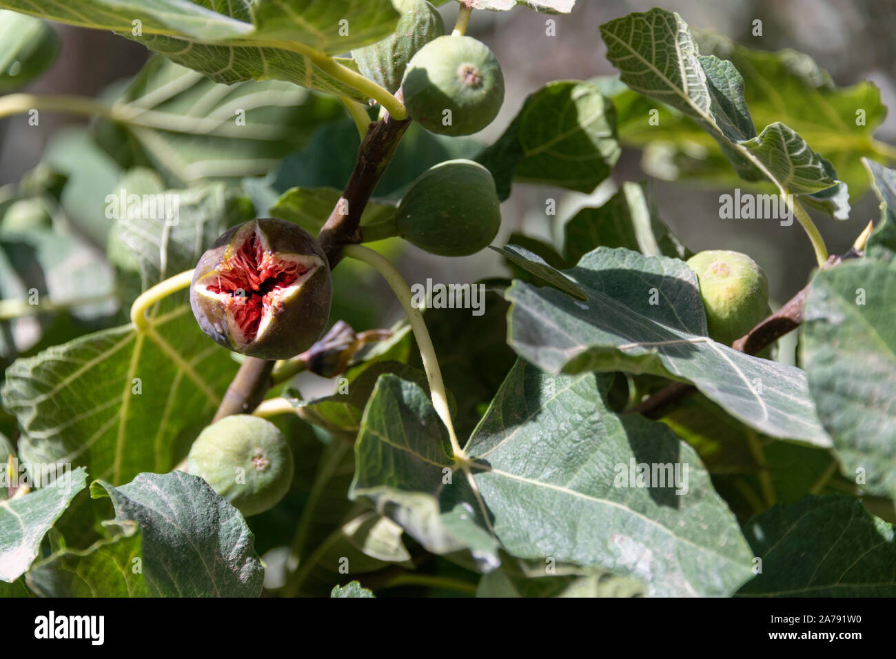 Red fruit fig tree hi-res stock photography and images - Alamy
