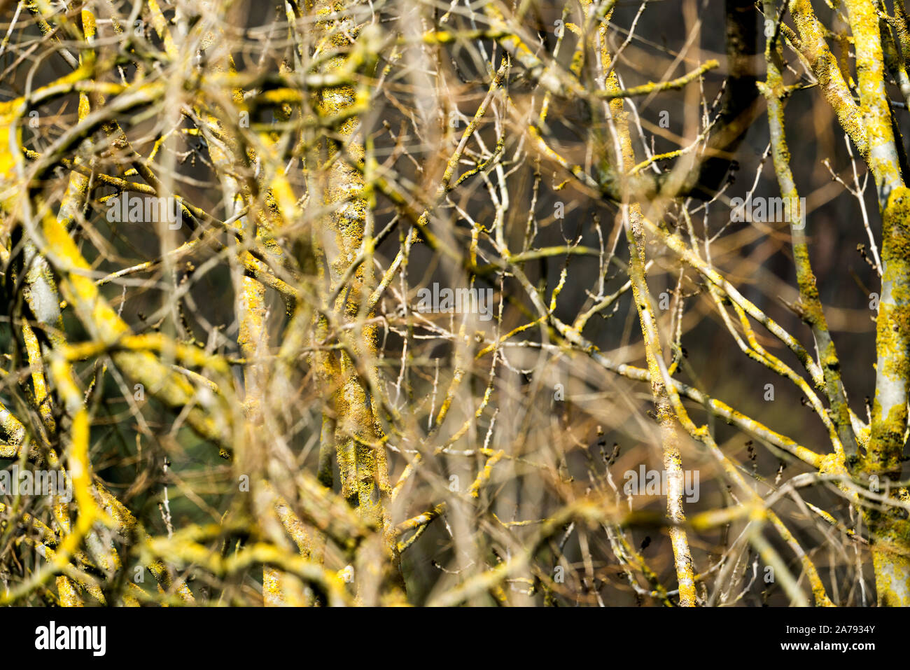 Lichens on branches Stock Photo - Alamy