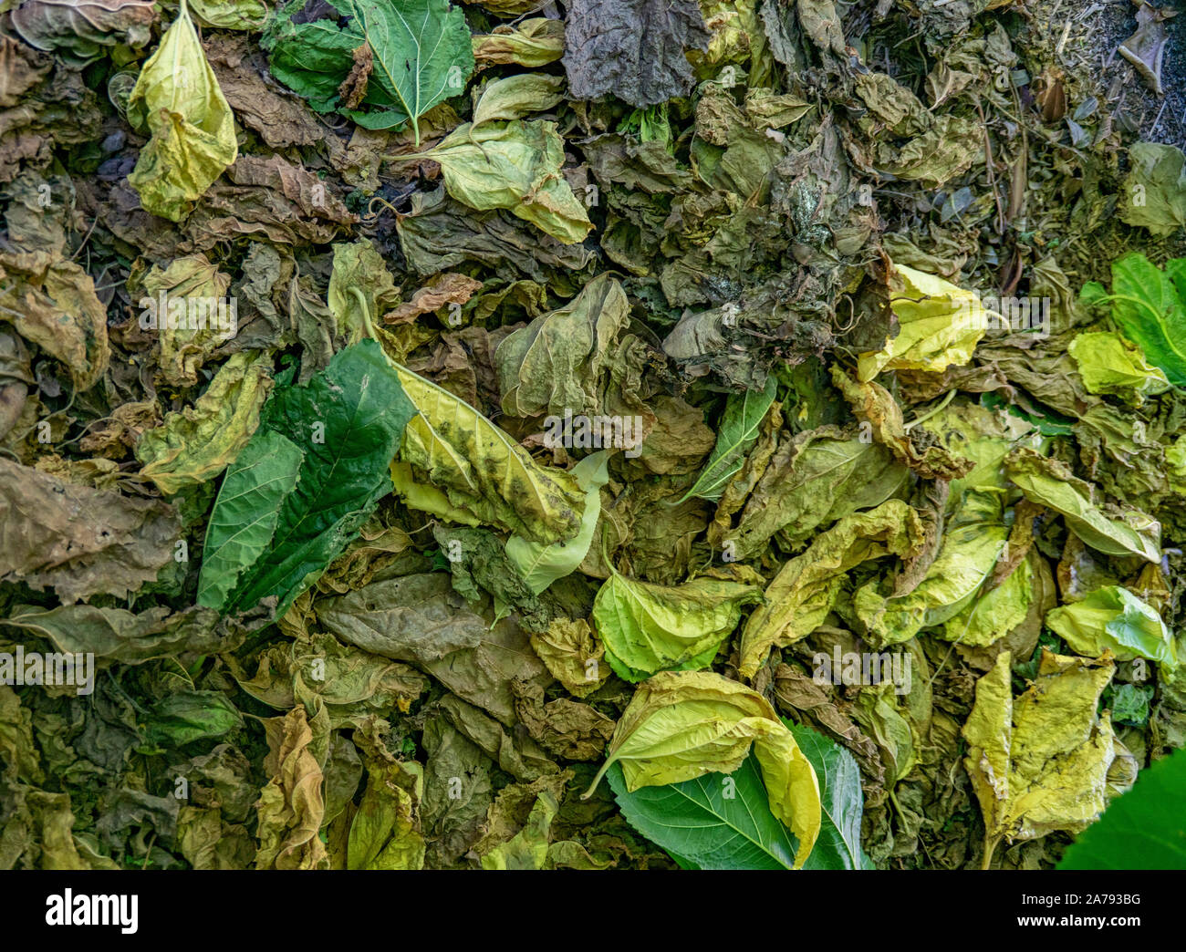 Dead leaf pattern hi-res stock photography and images - Alamy