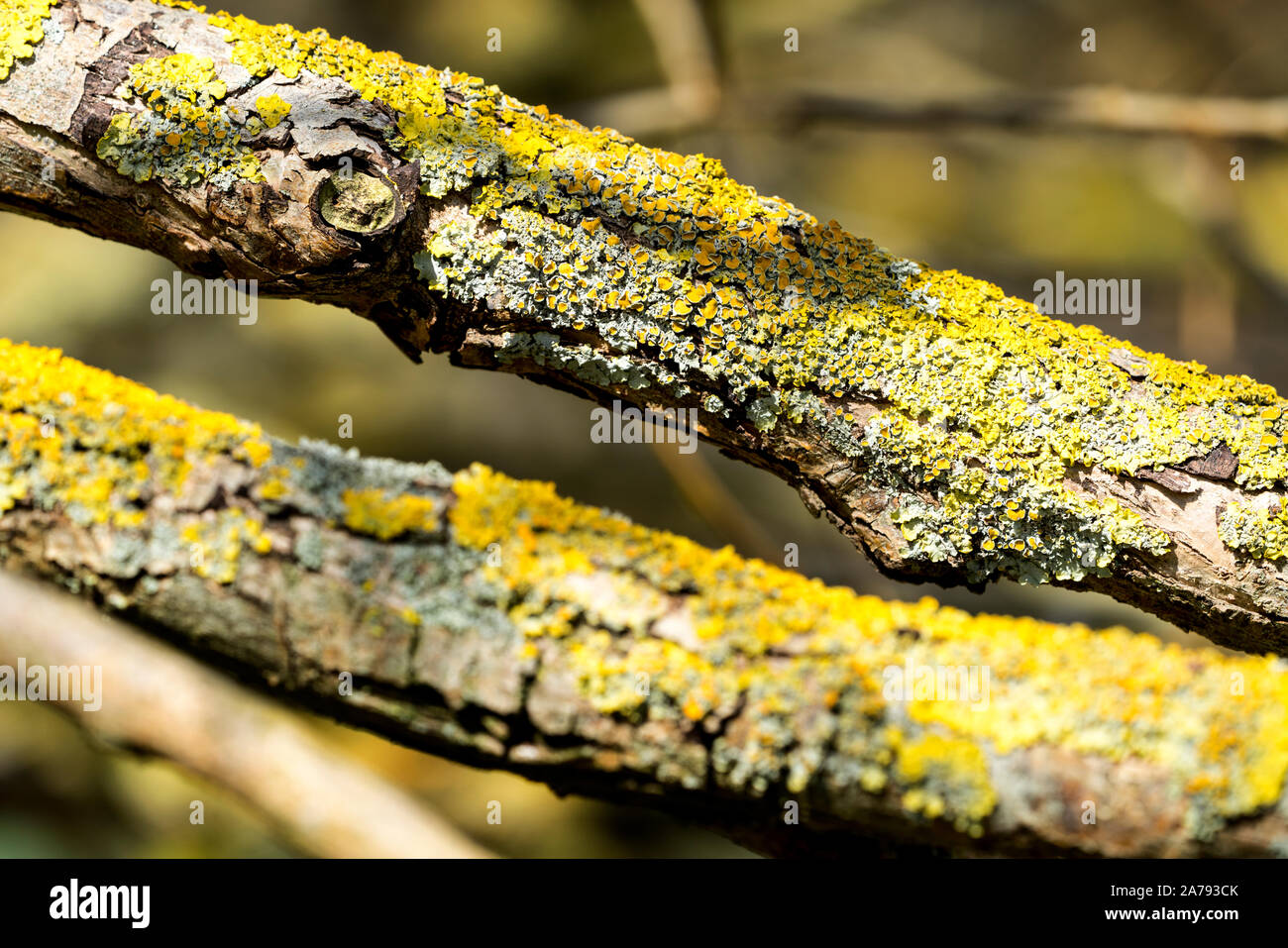 Species Of Lichens High Resolution Stock Photography and Images - Alamy