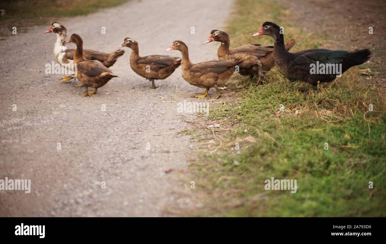 Mallard cross duck hi-res stock photography and images - Alamy
