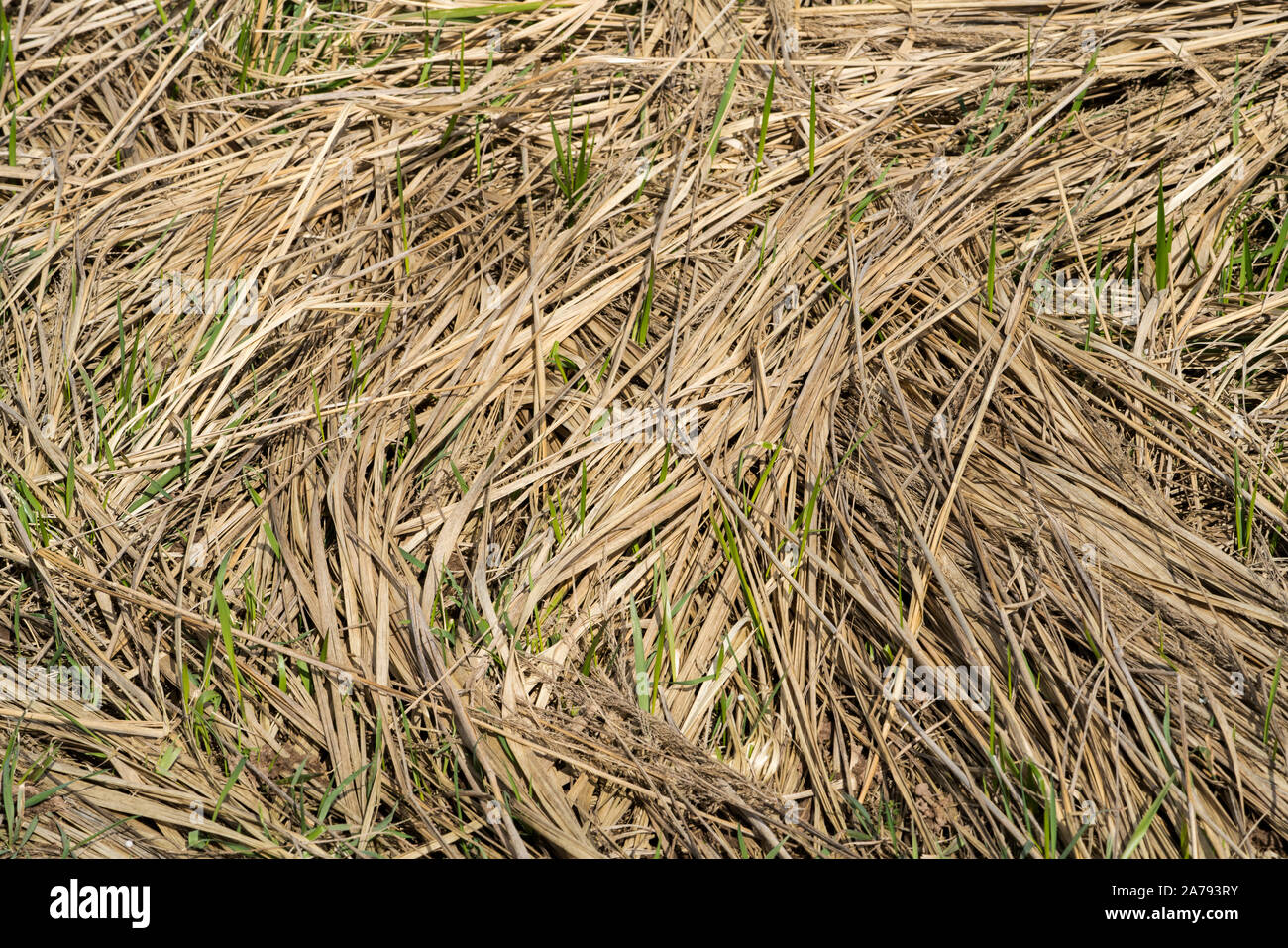 Straw texture hi-res stock photography and images - Alamy