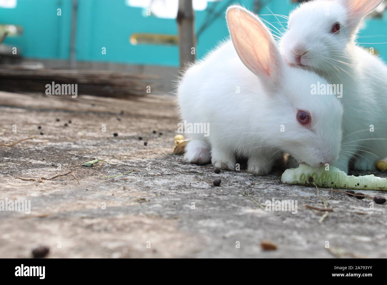 two baby rabbits playing & enjoying on the rooftop Stock Photo - Alamy