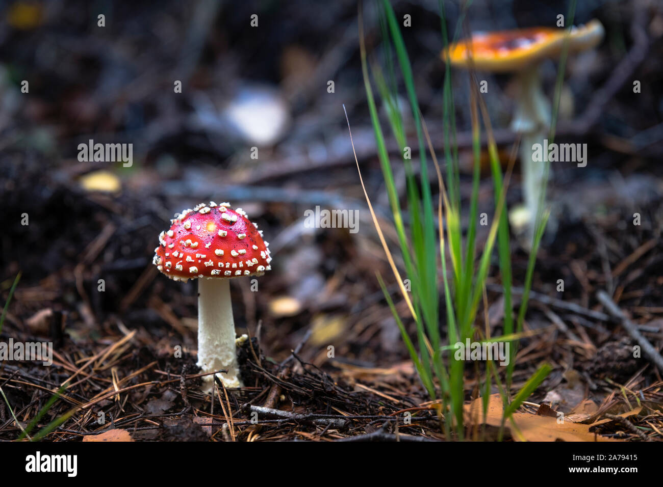 fly agaric red mushroom with white dots in the forest Stock Photo - Alamy