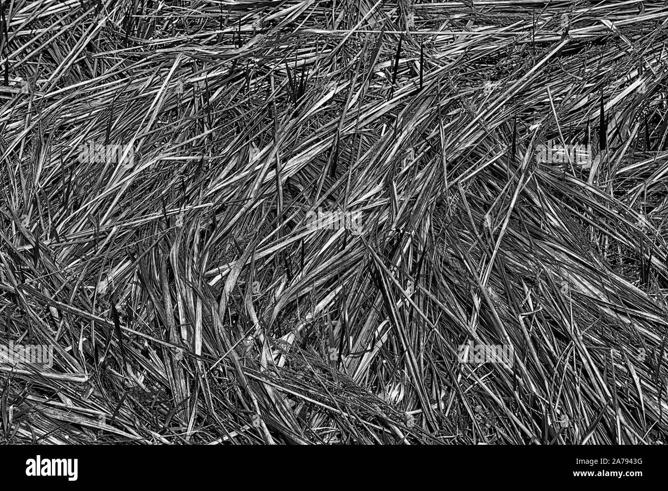 Drawing up patterns Black and White Stock Photos & Images - Alamy