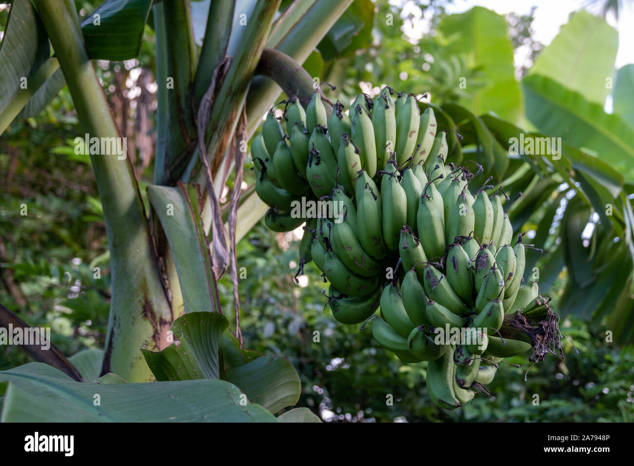Banana on tree. Banana tree with green banana. Not riped banana on tree ...