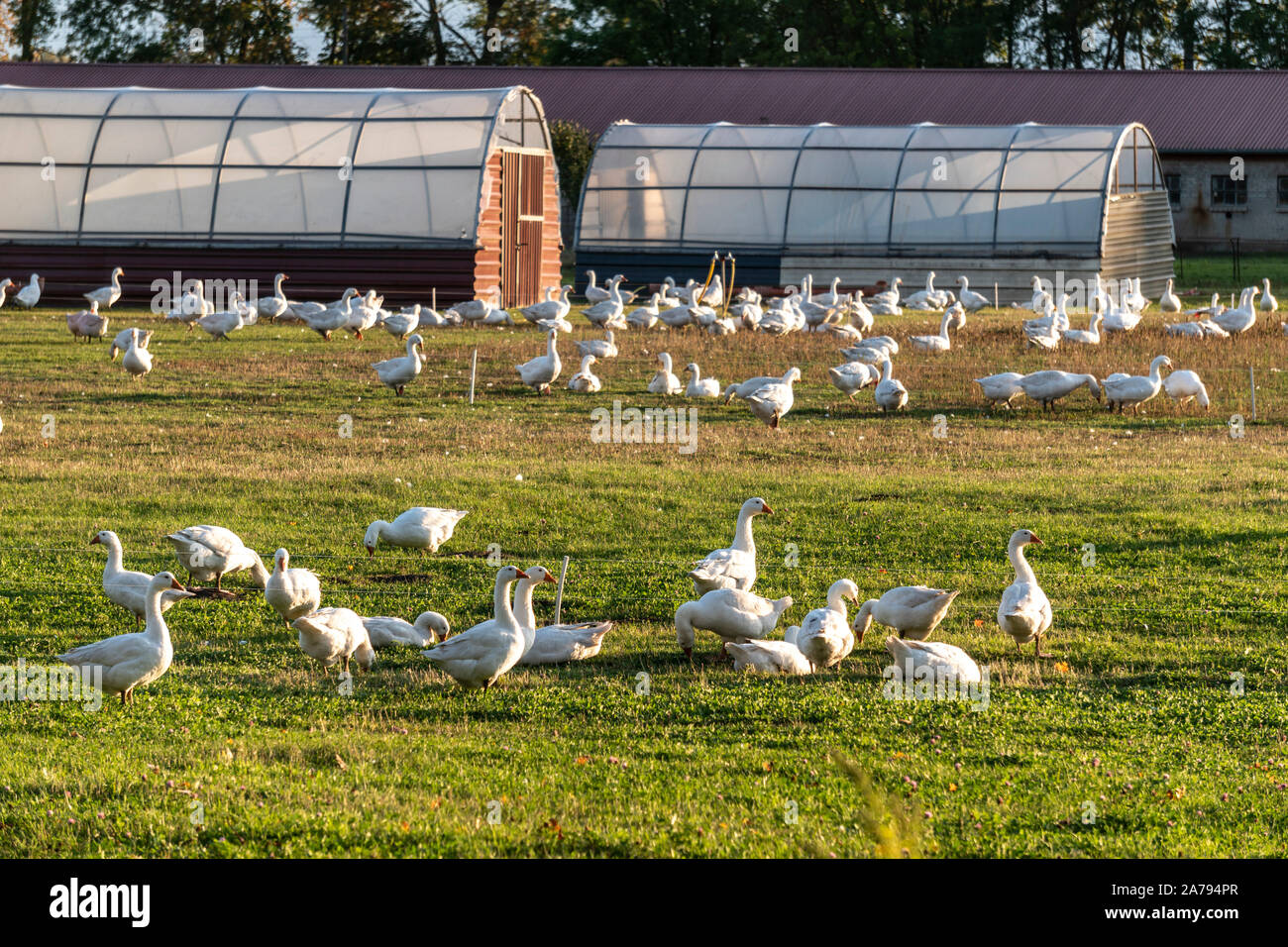 Die kuhhorster hi-res stock photography and images - Alamy