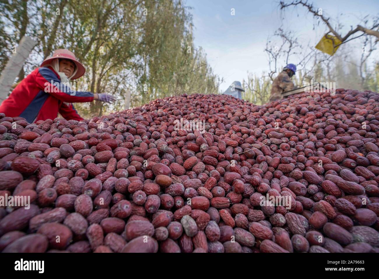 Jujube xinjiang hi-res stock photography and images - Alamy