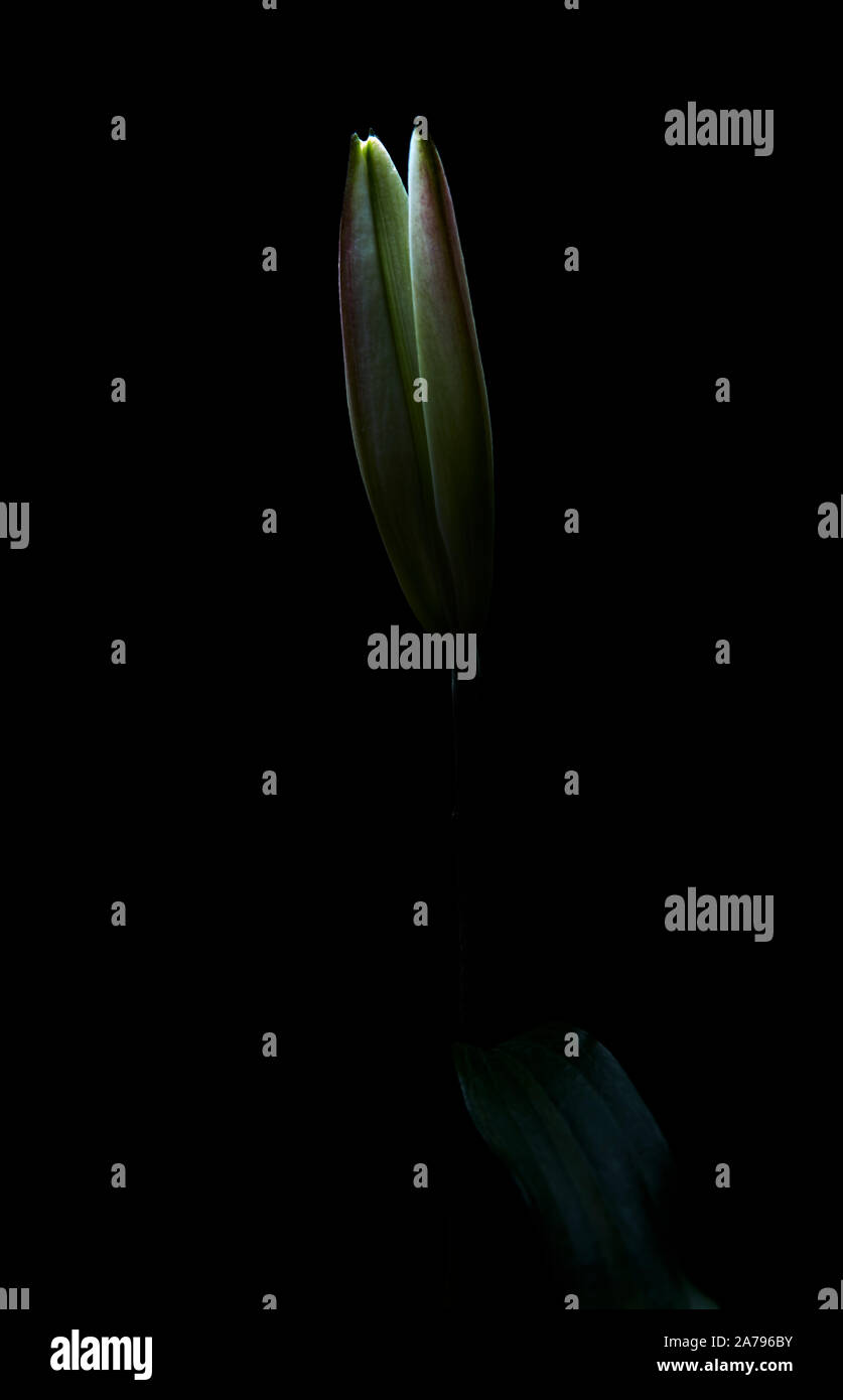 Closed Lily Flower Stock Photo - Alamy