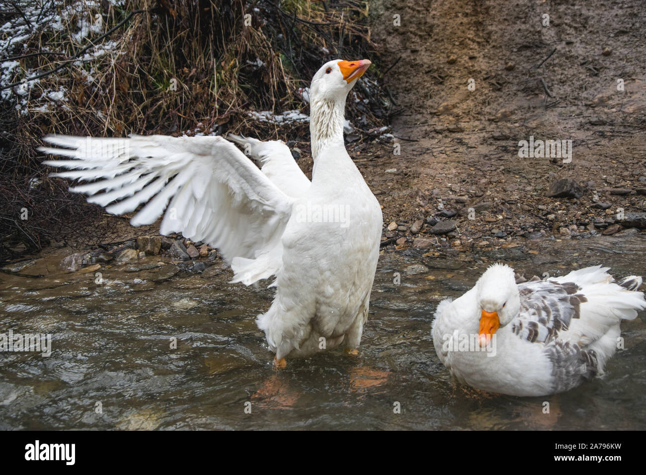 White goose taking a bath in the river Stock Photo - Alamy