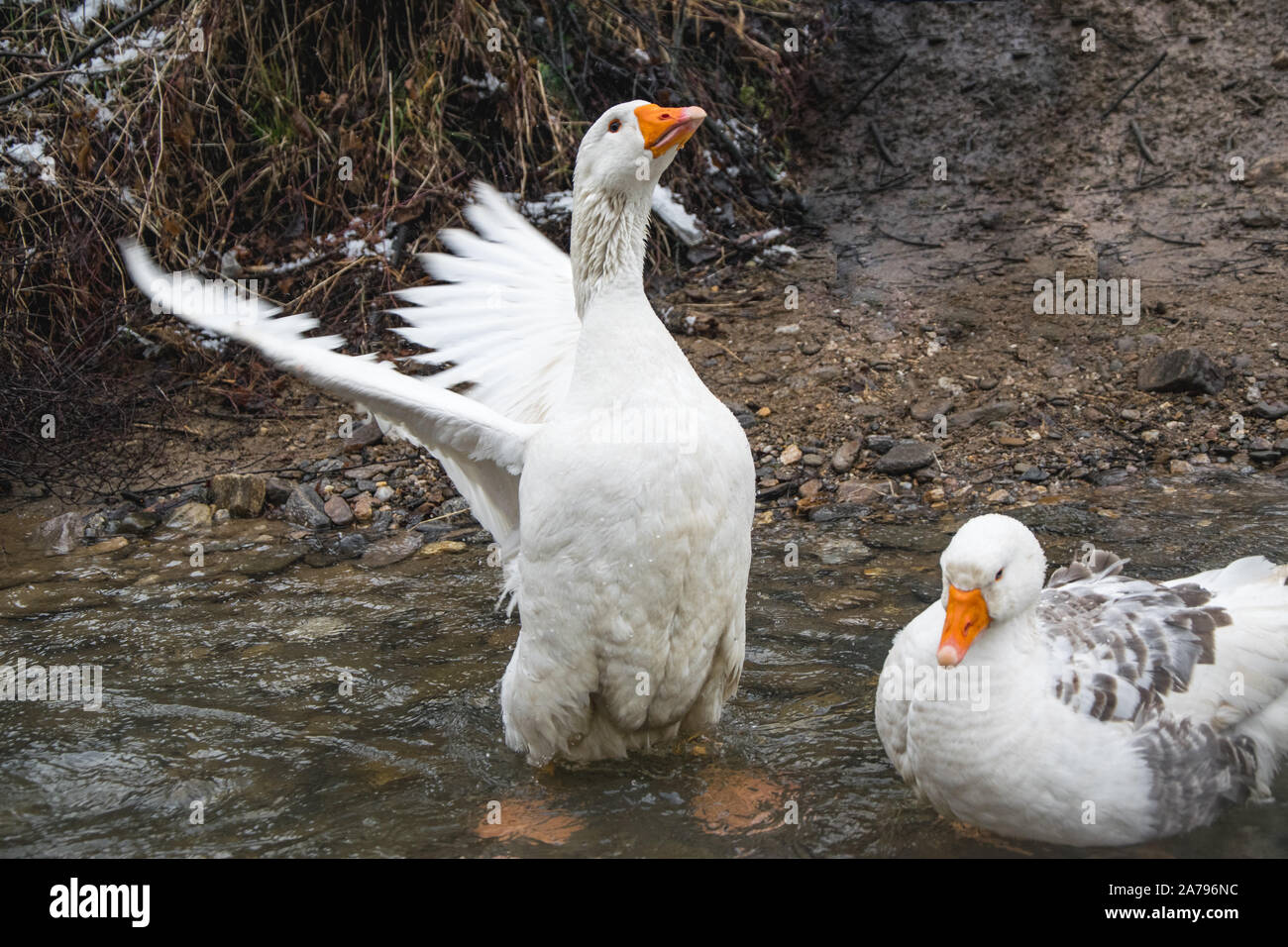 White goose taking a bath in the river Stock Photo - Alamy