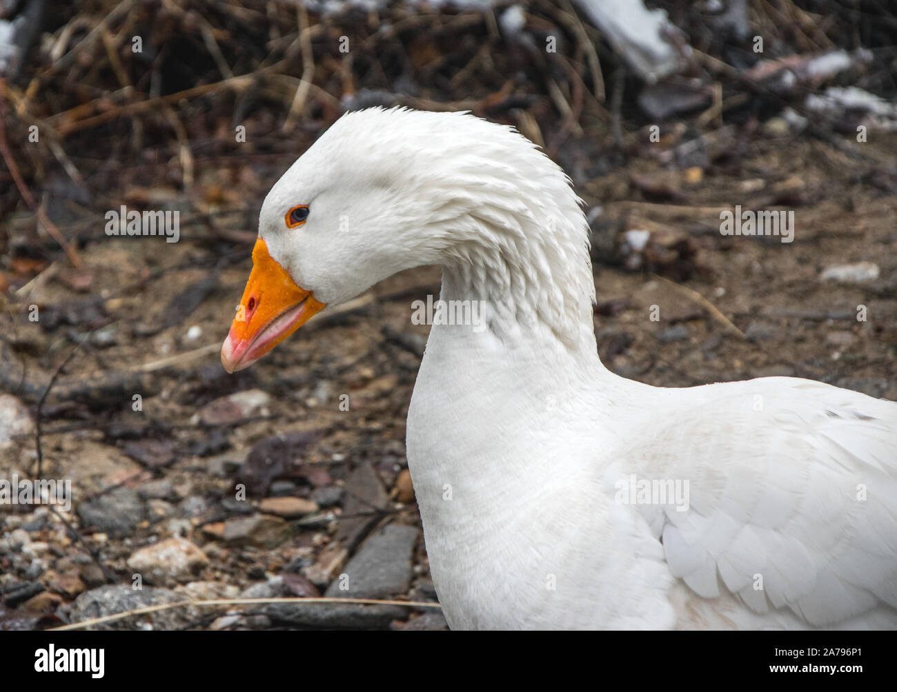 White goose taking a bath in the river Stock Photo - Alamy