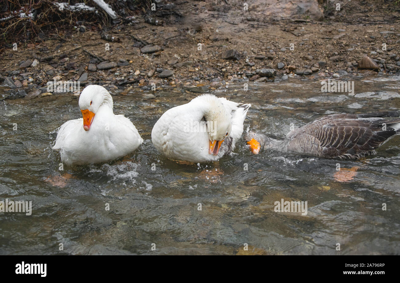 White goose taking a bath in the river Stock Photo - Alamy
