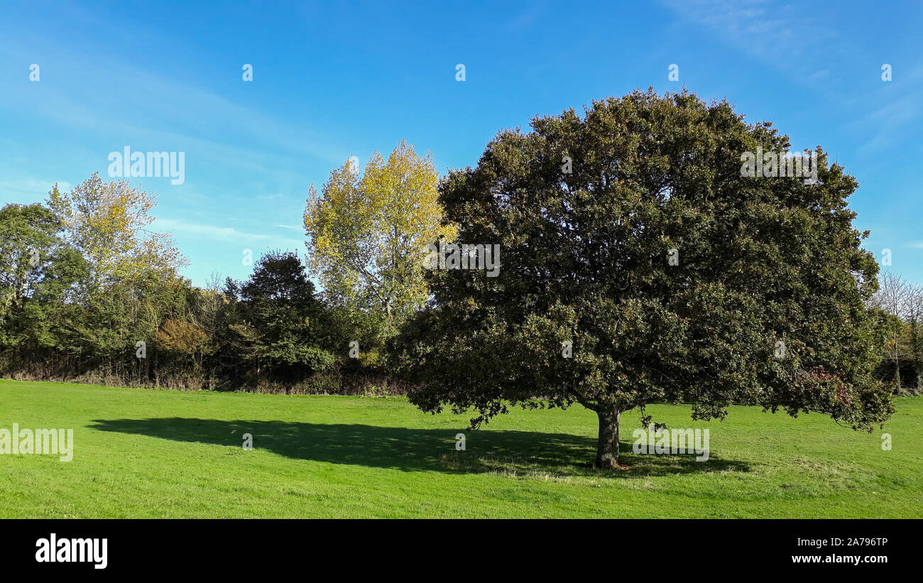 Dark green oak tree leaf hi-res stock photography and images - Alamy