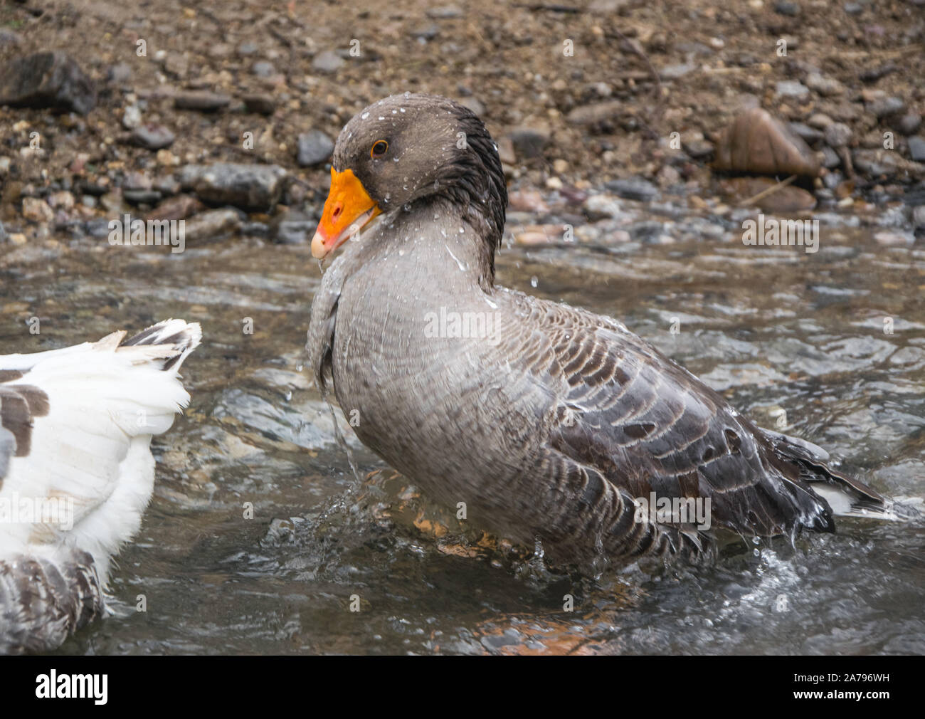 Dark goose hi-res stock photography and images - Alamy